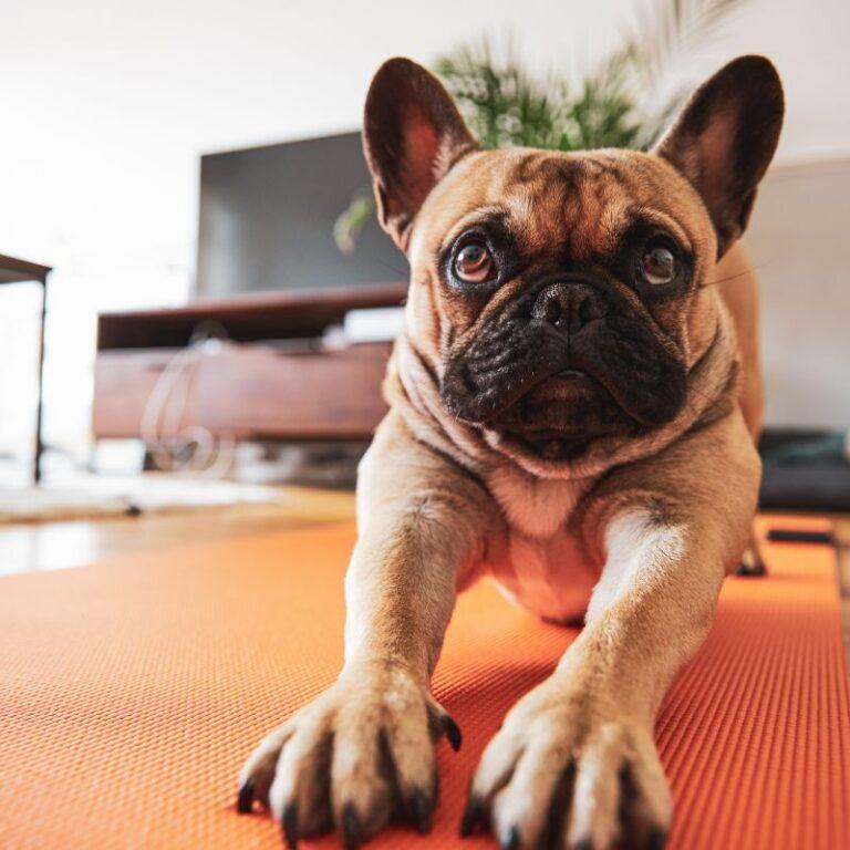 Pet Sitting Services | Trusted Pet Sitters Near You | UrbanSitter