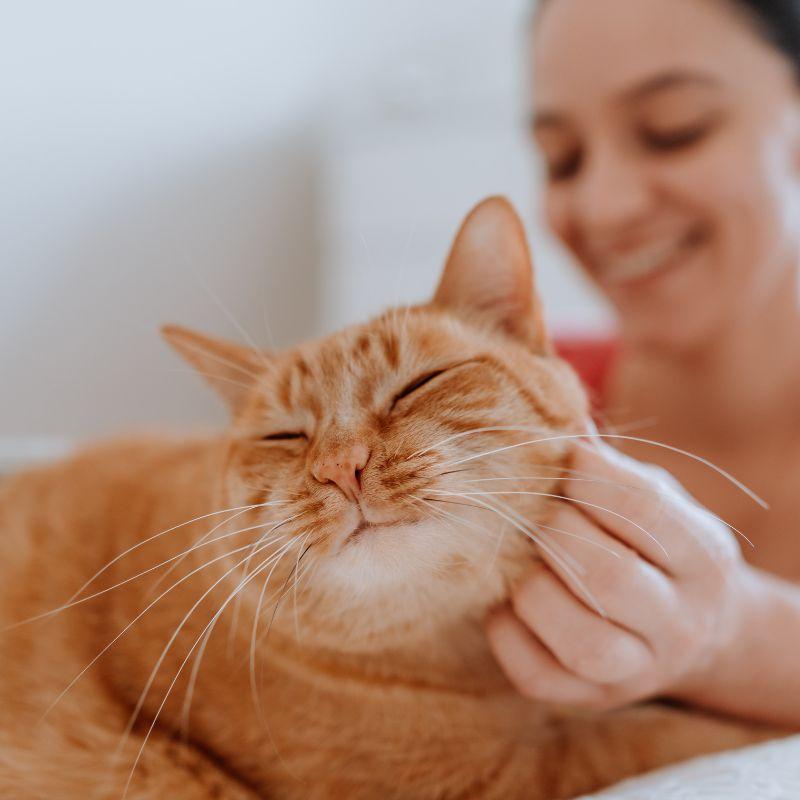 Finding the Best Pet Sitter Jobs - UrbanSitter